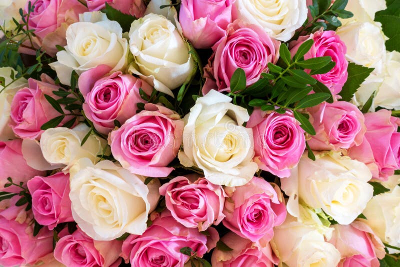 Close-up of White and Pink Roses Stock Image - Image of floral, love ...