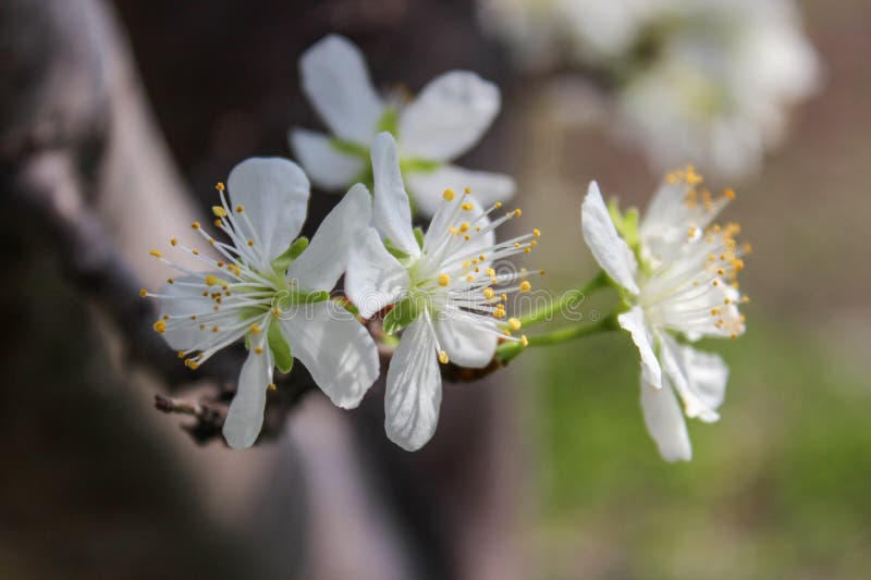 Close-up of White Plum Tree Branches Blossom in Spring Stock Image ...