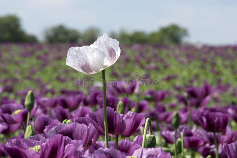Close-up of a Single White Poppy in a Purple Poppy Field Stock Photo ...