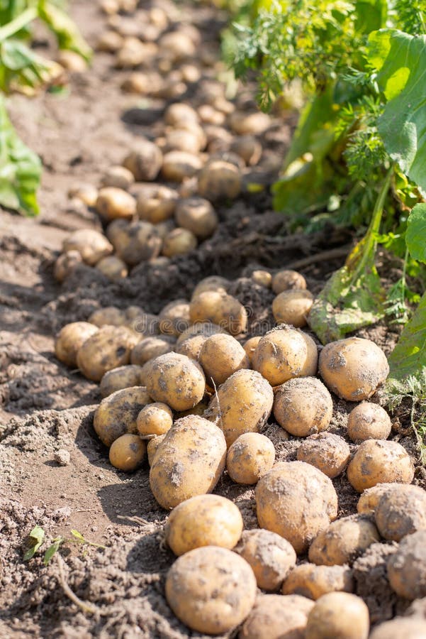 Close Up of White Potato Dug in the Garden Stock Photo - Image of field ...