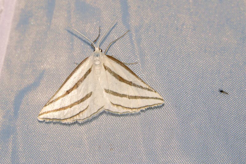 Pyralidae moth stock image. Image of animals, nature - 251034857