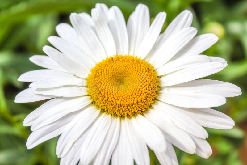 Tanacetum Cinerariifolium - Pyrethrum Stock Photo - Image of center ...