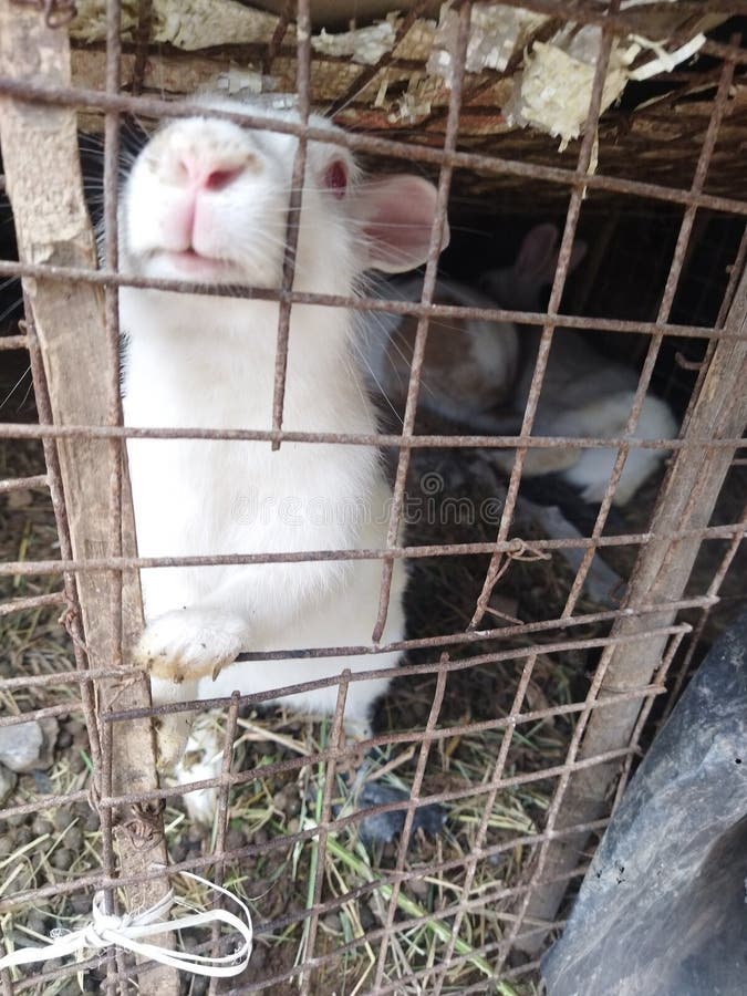 3,231 White Rabbit Cage Stock Photos - Free & Royalty-Free Stock Photos ...