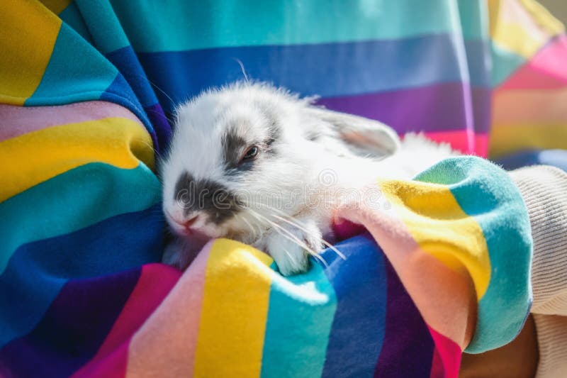 Close Up White Rabbit in Children Hands Stock Image - Image of fleecy ...