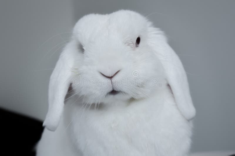 Close up of a white rabbit stock image. Image of mammal - 197019273
