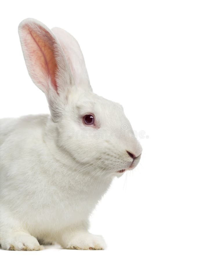 116,747 White Rabbit Photos - Free & Royalty-Free Stock Photos from ...
