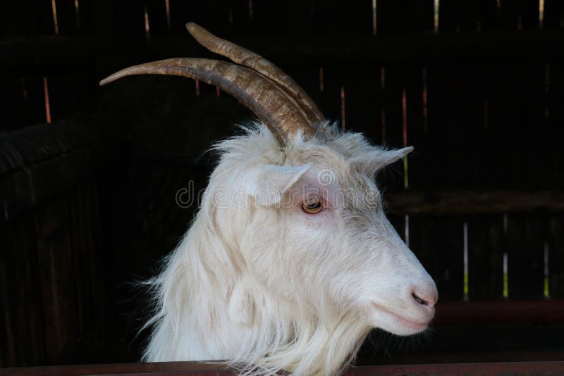 Close-up on a White Ram in the Village Stock Photo - Image of farming ...