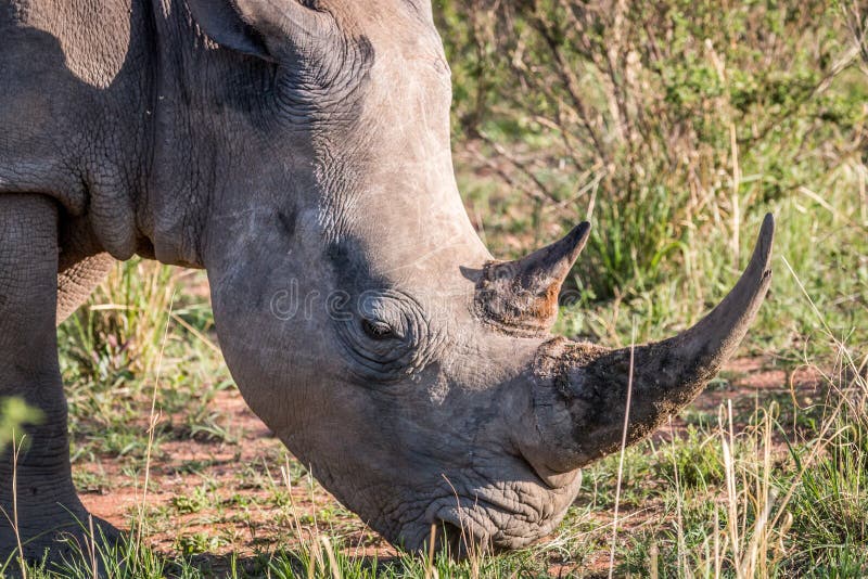 Rhino in grass stock photo. Image of grass, rhino, large - 162515042