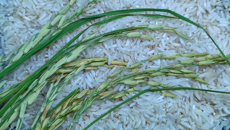 Close-up of White Rice and Green Rice Plants Stock Image - Image of ...