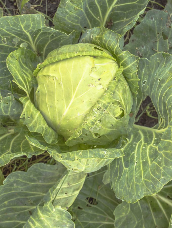 Close-up of White Ripe Cabbage, Top View. Organic Vegetable Vertical ...