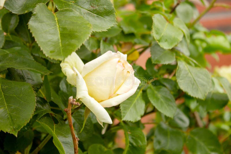 Close-up of a White Rose Bud on a Summer Day Stock Image - Image of ...