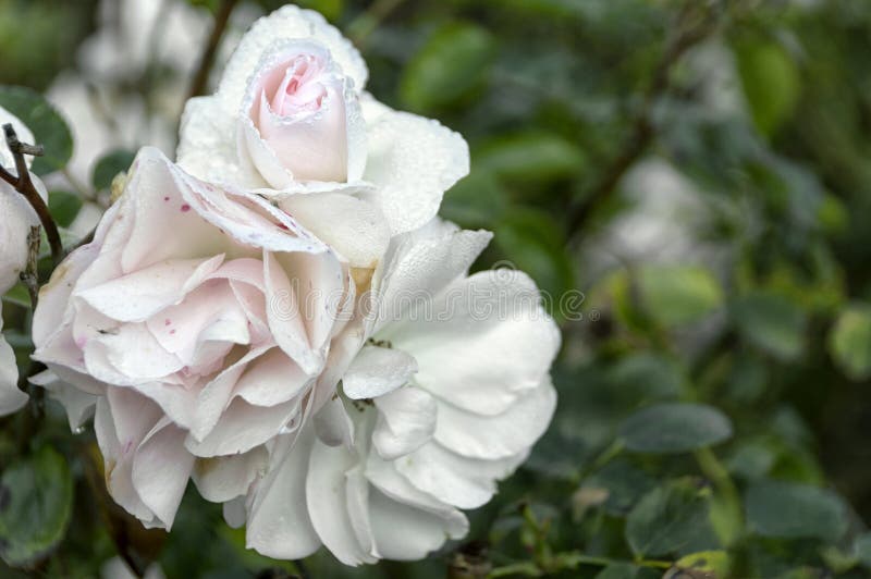 Close up of a white rose stock photo. Image of holland - 110282172