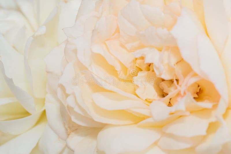 Close Up White Rose Texture with Soft Focus. Stock Photo - Image of ...