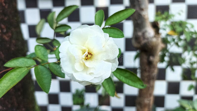 Close-up of White Roses Taken from the Front Angle in the Yard Stock ...