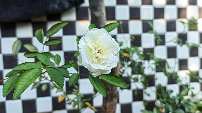 Close-up of White Roses Taken from a Side Angle in Front of the House ...