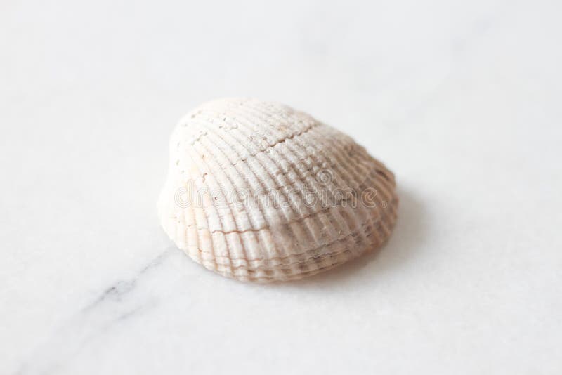 Close Up of White Sea Shell Stock Image - Image of isolated, macro ...