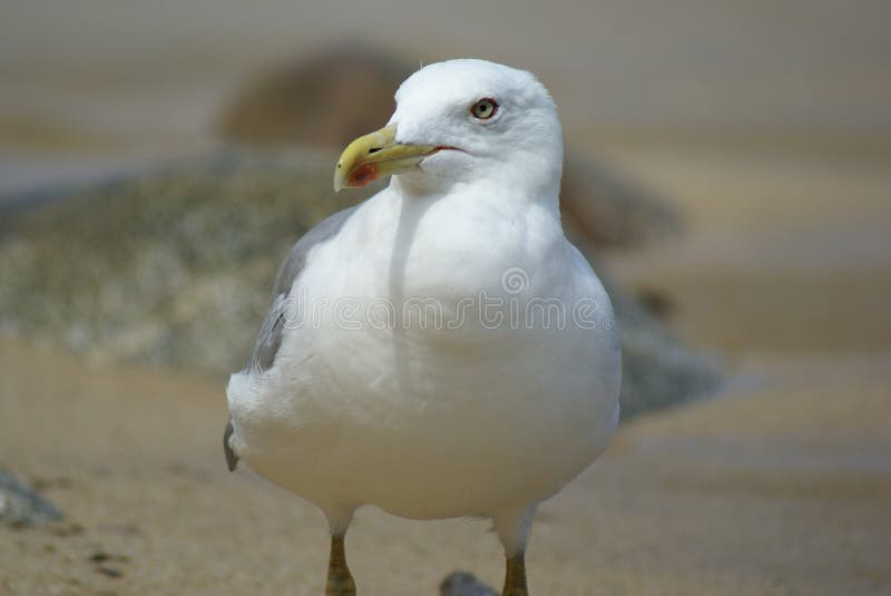 Close Up of a White Seagull Standing on a Sandy Beach Stock Image ...