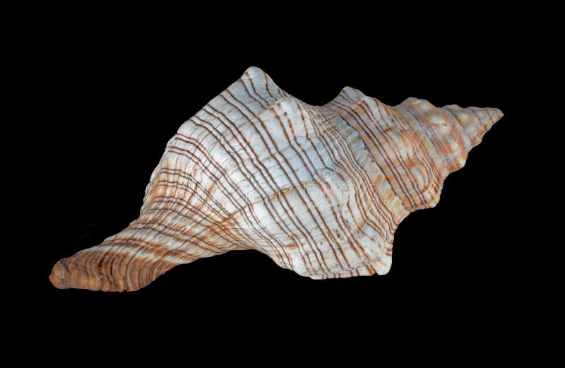 Close up of white seashell stock photo. Image of black - 130563600