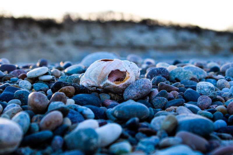 Close Up of a White Seashell and Rocks at a Beach Stock Image - Image ...