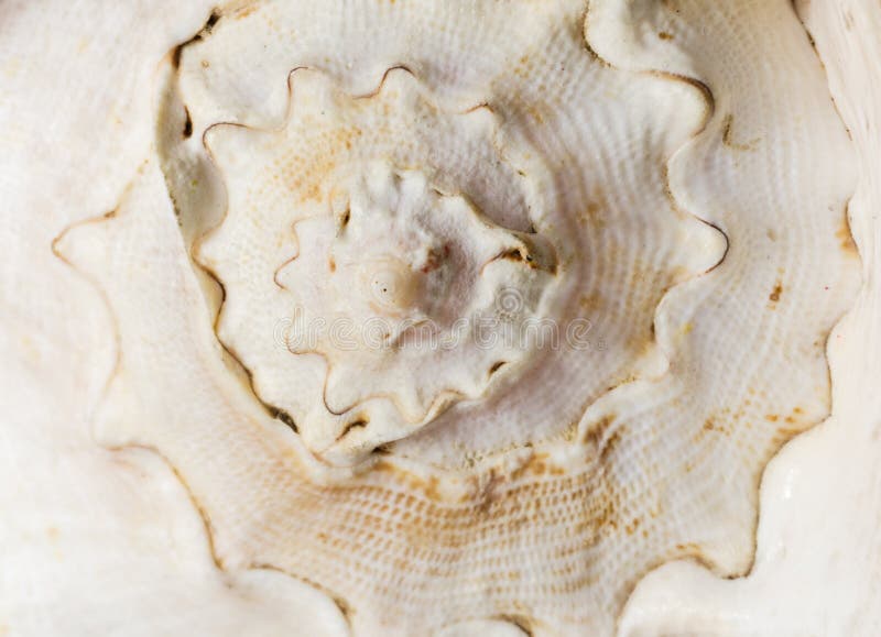 Close-up White Seashell Wavy Texture. Sea Shell Surface Background ...