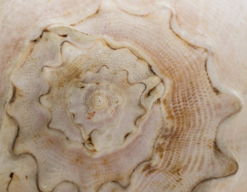 Close-up White Seashell Wavy Texture. Sea Shell Surface Background ...