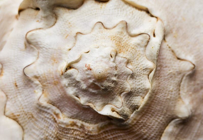 Close-up White Seashell Wavy Texture. Sea Shell Surface Background ...