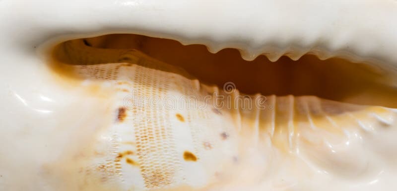 Close-up White Seashell Wavy Texture. Sea Shell Surface Background ...