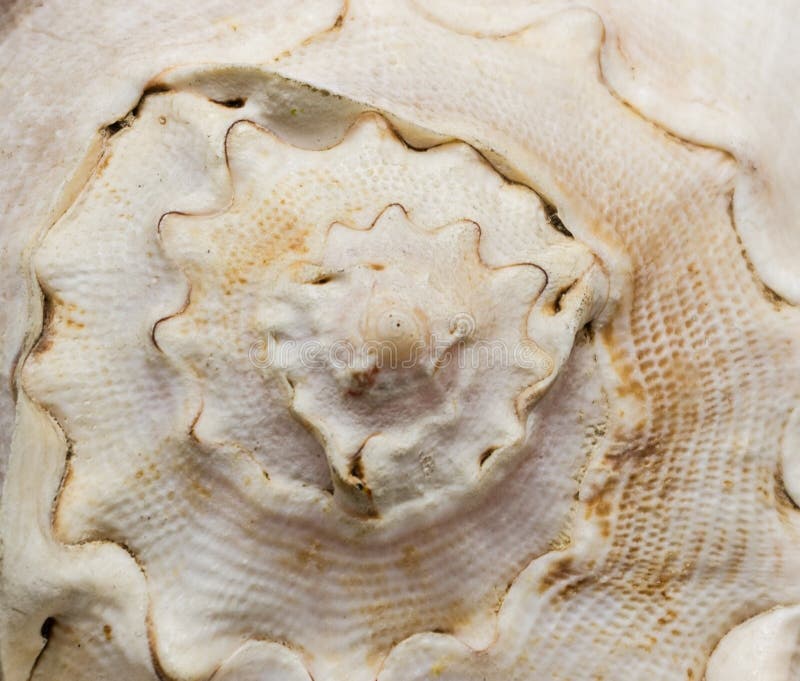 Close-up White Seashell Wavy Texture. Sea Shell Surface Background ...