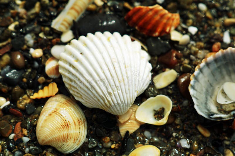 A Close Up of a White Shell. Stock Image - Image of algae, ocean: 94343477