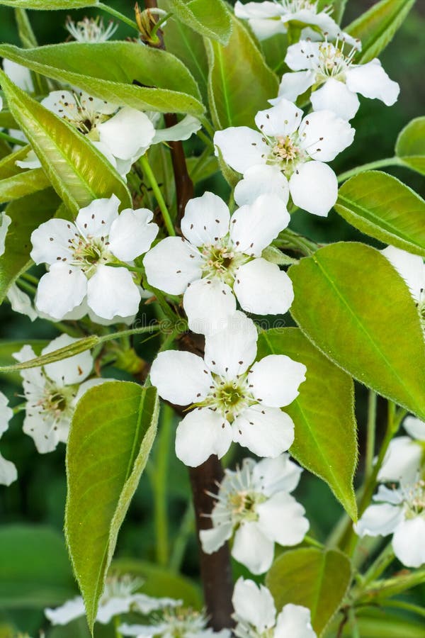Branches of a Blooming Pear Tree in the Spring Orchard. Stock Photo ...