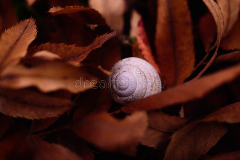 Close Up of a White Snail in Fall Leaves Stock Photo - Image of fall ...