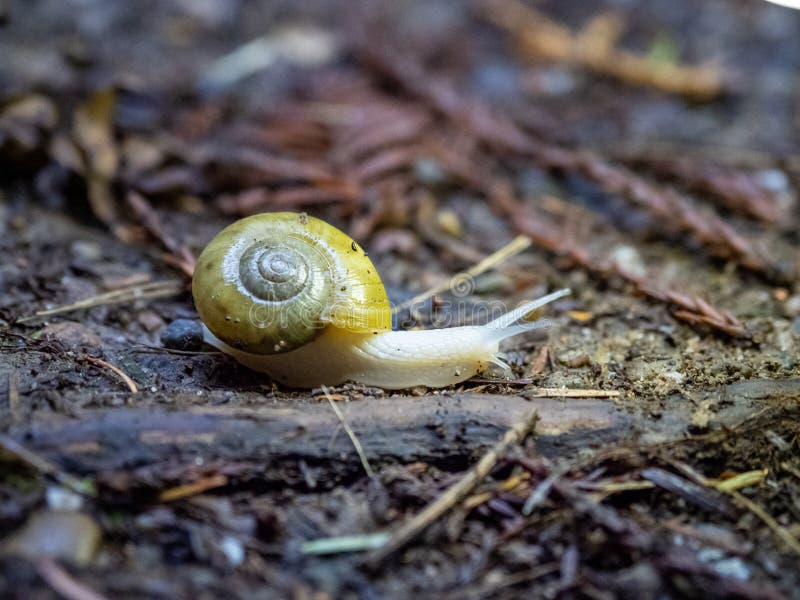 Small White Snail with Yellow Shell, Close Up Stock Image - Image of ...