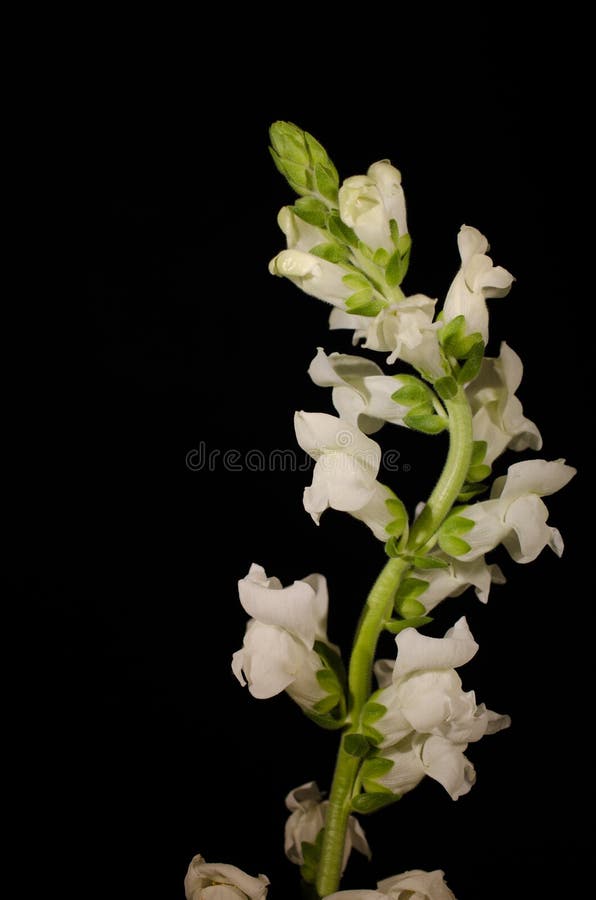 Close Up White Snapdragon Stem Stock Photo - Image of flowers, isolated ...