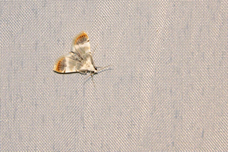 Snout moth stock photo. Image of animal, natural, moth - 252566656