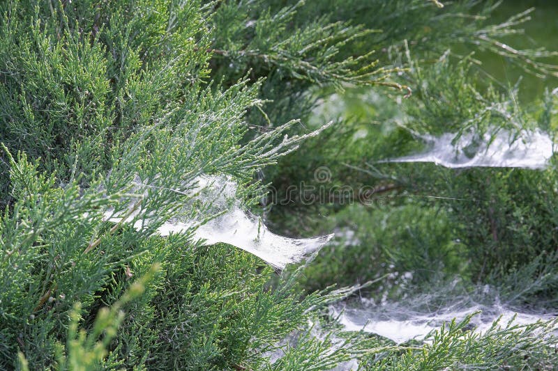 Spider Web on Green Juniper Bush with Delicate Wild Plant Stem Crossing ...