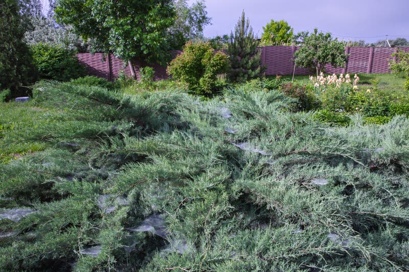 Spider Web on Green Juniper Bush with Delicate Wild Plant Stem Crossing ...