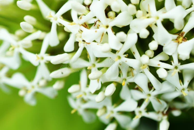 White Spike Flower on the Tree, Close Up Stock Photo - Image of bouquet ...