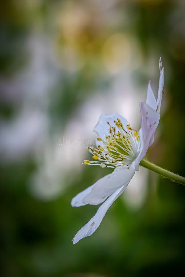 Close-up of a White Spring Wind Flower on the Forest Floor Stock Photo ...