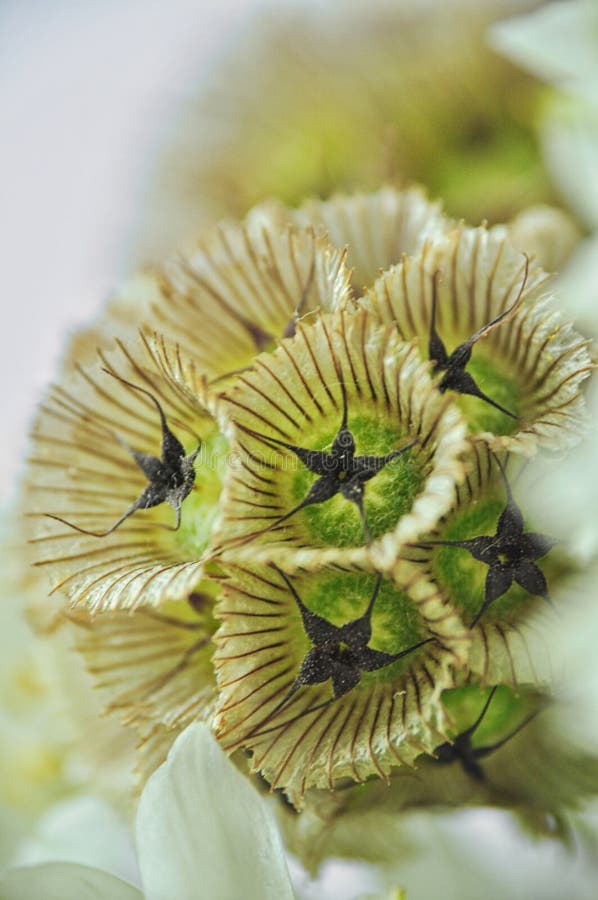 Close-up of White Starry Draba Flowers in a Modest Bouquet Stock Photo ...