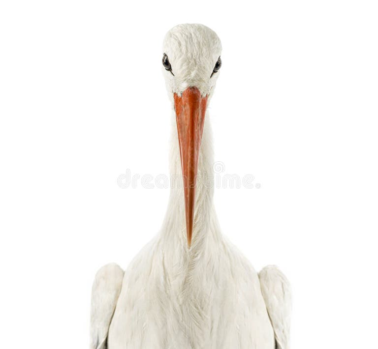 Close-up of a White Stork Facing, Looking at the Camera, Ciconia Stock ...