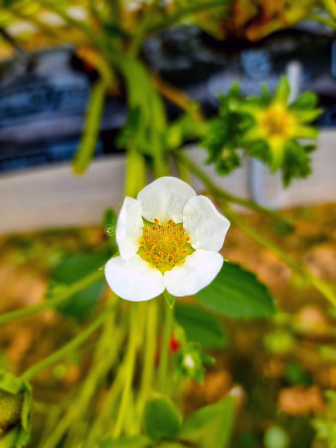 Close-up with a White Strawberry Flower Stock Photo - Image of wildlife ...
