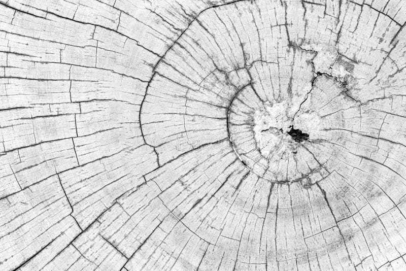 White Stump Pattern Texture and Background Seamless Stock Image - Image ...