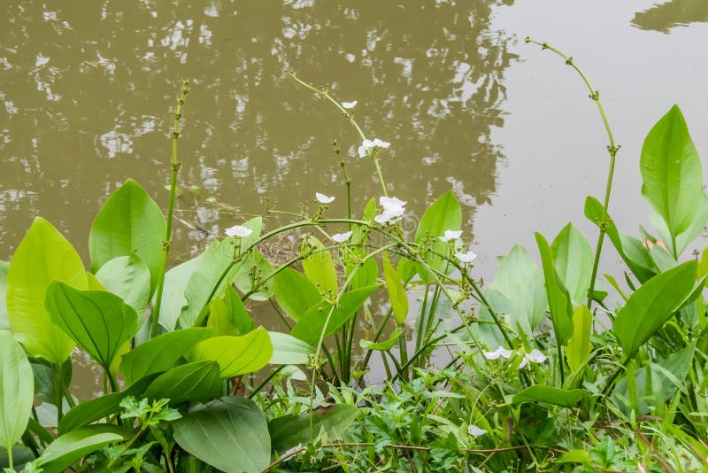 Close Up of White Swamp Flowers in Natural Light and Reflection of ...