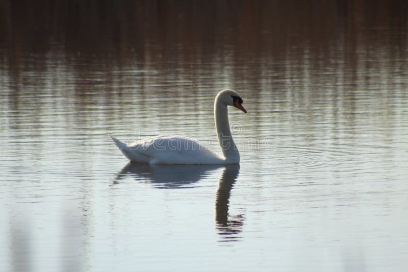 Closeup of White Swan on the Lake with Reflections and the Sun Behind ...