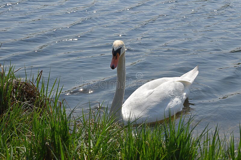 White swan stock image. Image of close, wave, ripple - 145332817