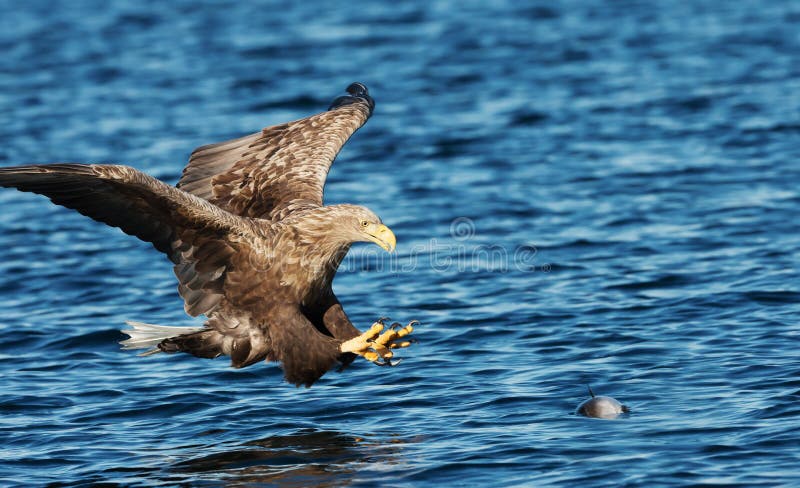 Close Up of a White-tailed Sea Eagle Catching a Fish Stock Photo ...