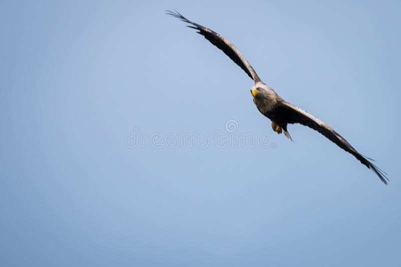 A White Tailed Eagle in Flight Stock Photo - Image of advertizing ...
