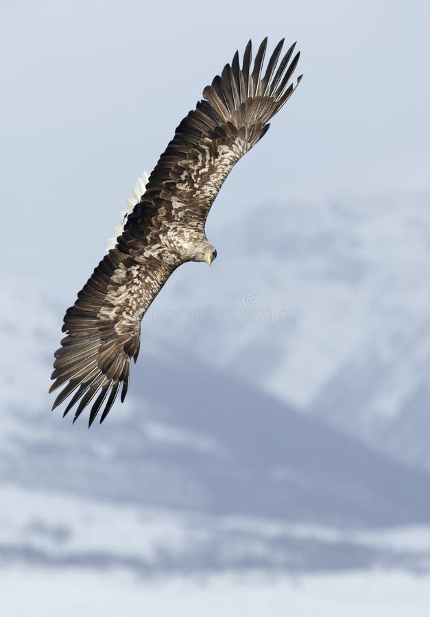 Close Up of a White-tailed Sea Eagle in Flight Stock Image - Image of ...