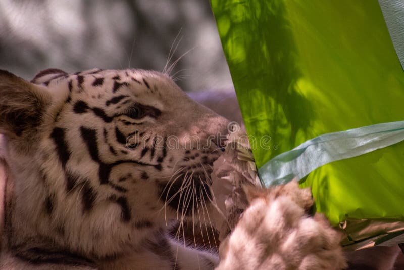 White Tiger Holding a Present Stock Image - Image of wrapped, face ...