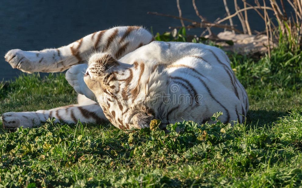 Close-up of a White Tiger Playing and Rubbing in the Grass Stock Photo ...